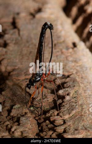 Parasitoid Wasp / Schlupfwespe Stock Photo - Alamy