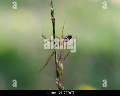 Horse-Head Spider (Stemonyphantes lineatus Stock Photo - Alamy