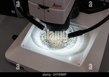 A colony of termites on a petri dish for examination under a microscope ...