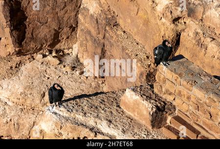 Two Rare California Condors sitting on ledge overloking Colorado River ...