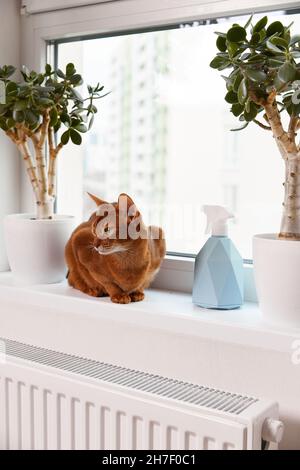 Abyssinian young cat sitting on the windowsill. Beautiful purebred ...