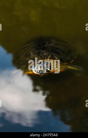 A vertical shot of the turtle in the wet lands Stock Photo - Alamy