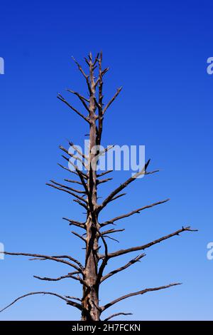 Dead tree in the Outback of South Australia Stock Photo - Alamy