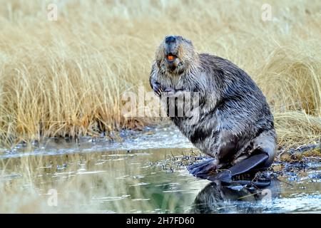 Beaver standing up on hind legs to peer over the grass for a better ...