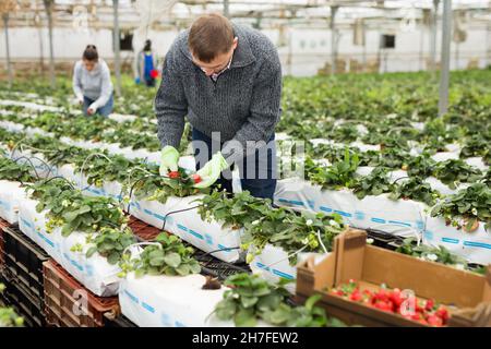 Positive man harvesting strawberries in a greenhouse Stock Photo - Alamy