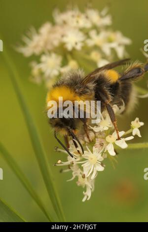 A close-up photograph of a male Bombus vosnesenskii (yellow-faced ...