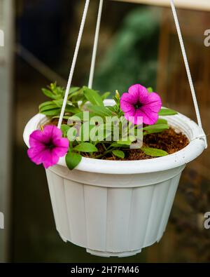 Purple Ruellia Tuberosa Flower on flowers at backgroud Stock Photo - Alamy