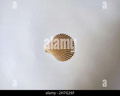 Seashell Patterns With White Background Stock Photo - Alamy