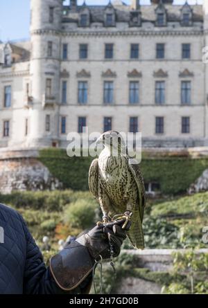 Peregrine Falcon, Dunrobin Castle, Golspie, Sutherland, Scotland Stock ...