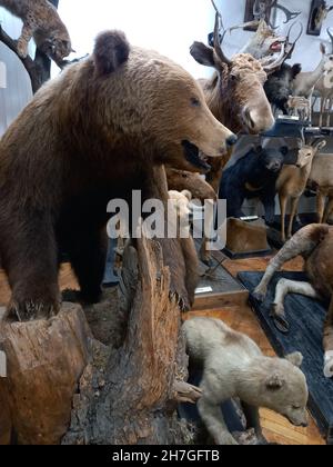 Zoological Museum, taxidermy. Making stuffed animals Stock Photo - Alamy