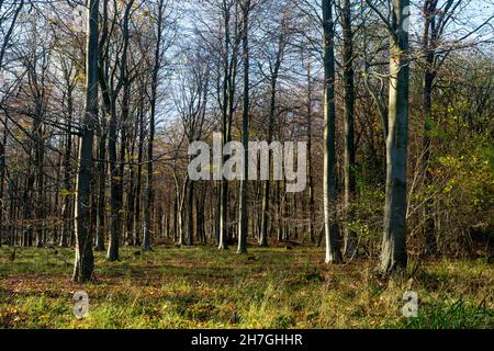 Guiting Wood in autumn, Gloucestershire, England, UK Stock Photo - Alamy