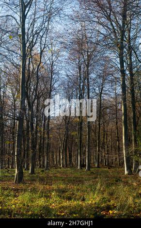 Guiting Wood in autumn, Gloucestershire, England, UK Stock Photo - Alamy