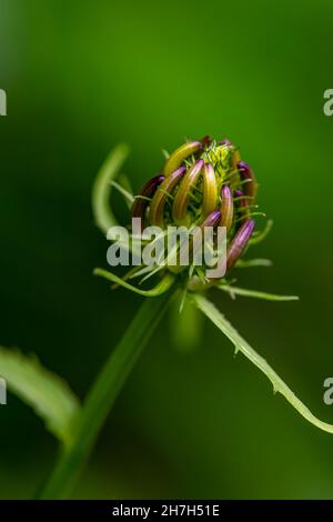 Phyteuma ovatum flower in mountains Stock Photo - Alamy