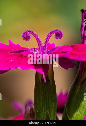 A macro shot of a beautiful clove pink flower outdoors Stock Photo - Alamy