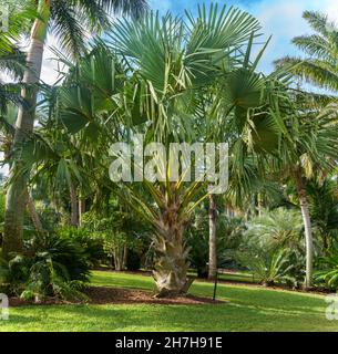 Buri Palm or Gebang Palm (Corypha utan), Komodo National Park, Komodo ...