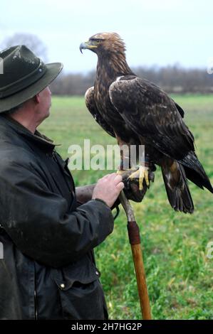 FRANCE. FALCONRY. HUNTER WITH HIS EAGLE DURING A HUNT WITH BIRDS OF ...