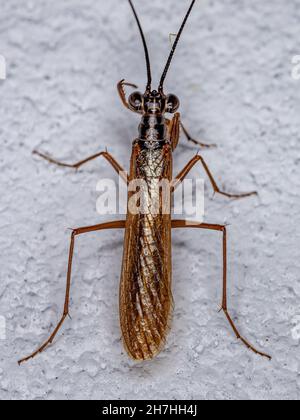Adult Mantoidid Mantis of the Genus Mantoida Stock Photo - Alamy