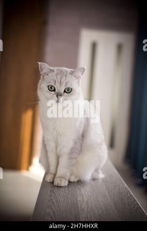 adult cat pedigree Scottish chinchilla straight ears, at home Stock ...