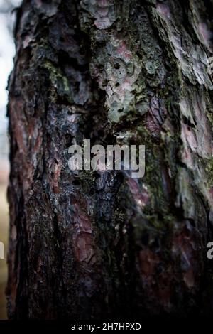 Textured pine tree trunk and beautiful vibrant green grass. Sun light ...