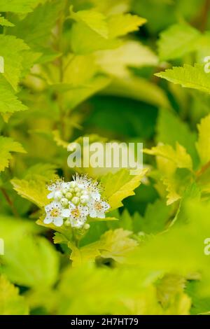 Physocarpus opulifolius 'Nugget', Ninebark 'Nugget', Spiraea ...