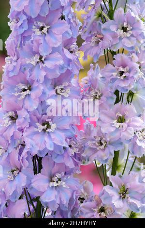Delphinium 'Spindrift'. Candle Larkspur, Candle Larkspur 'Spindrift ...
