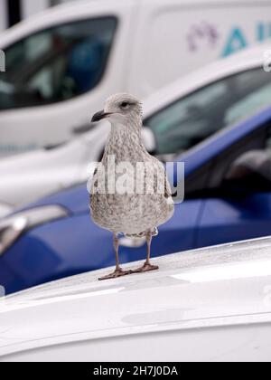 Seagulls in Looe cornwall Stock Photo - Alamy