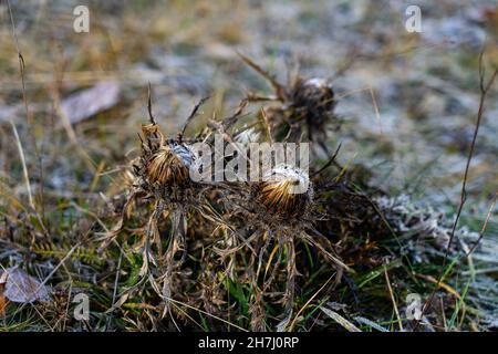 Winter flower big red and white Hippeastrum amaryllis close up and blue ...