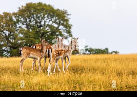 The Deer Park - Knole Park, Sevenoaks, Kent Stock Photo - Alamy