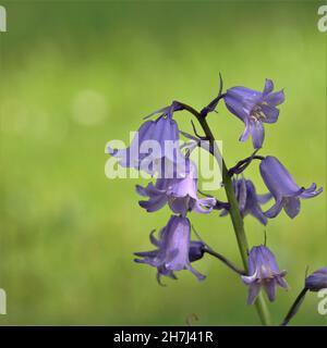 Scilla flowers blooming on blurry dry grass background, top view Stock ...