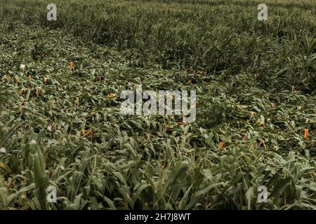 Corn crops with knocked over bent stem after severe wind storm in field ...