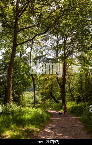 A female hiker on a path known as Moses Trod in the Lake District ...