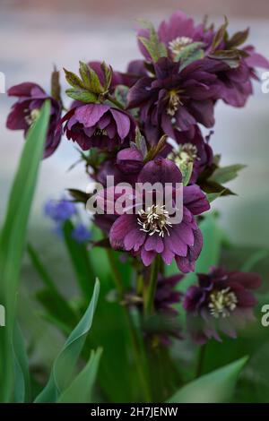 A closeup shot of the Helleborus niger flowers in the Beacon Hill Park ...