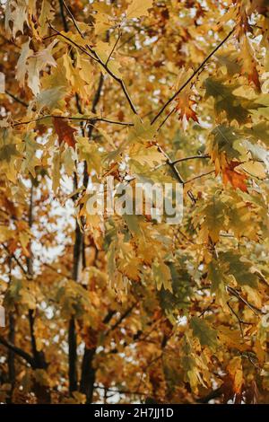 A vertical closeup shot of orange maple leaves found growing on a tree ...