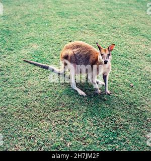 Golden Wallabies South Stradbrooke island, Queensland, Australia Stock ...