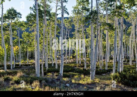 Pando, clonal colony of Quaking Aspen trees, Populus tremuloides ...