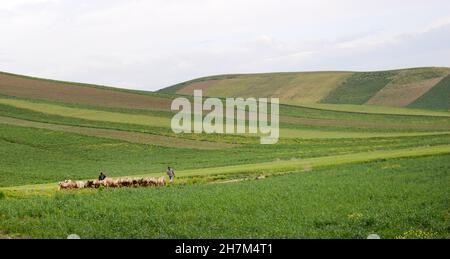 Moroccan villagers herding their sheep herd in northern Morocco Stock ...
