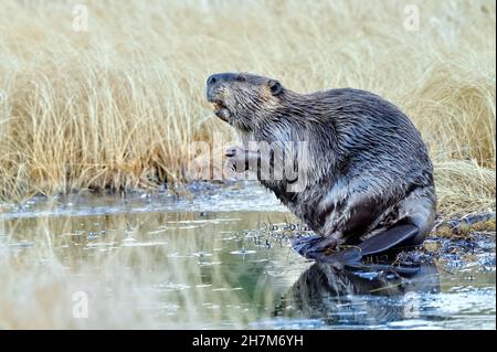 Beaver standing up on hind legs to peer over the grass for a better ...