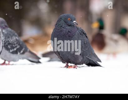 Beautiful pigeons sit in the snow in the city park in winter Stock ...