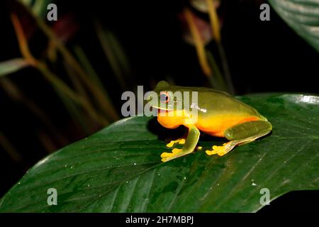 Orange-thighed frog (Litoria xanthomera) on a leaf in rainforest ...