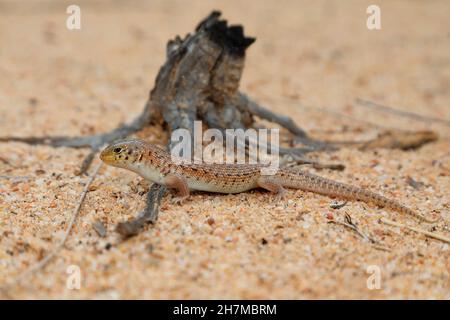 Desert Skink (Liopholis inornata Stock Photo - Alamy