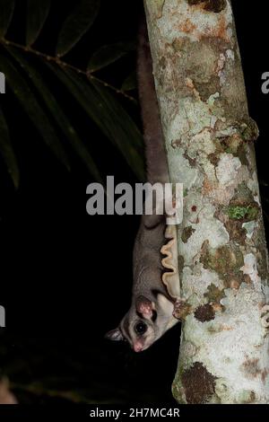 Sugar glider (Petaurus breviceps) descending a tree at night, showing ...