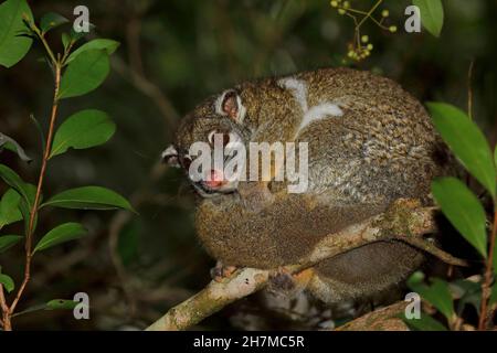 Green ringtail possum (Pseudochirops archeri) , Lumholtz Lodge ...