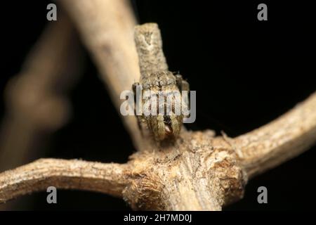 Orb weaver spider, poltys illepidus, Satara, Maharashtra, India Stock ...