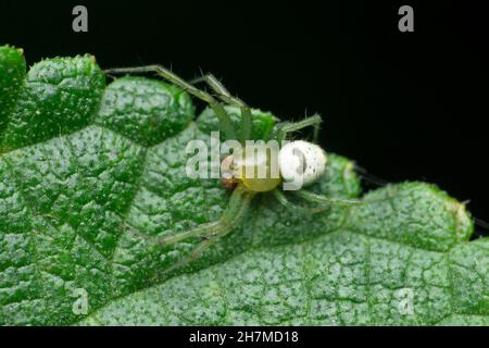 Kidney garden spider, Araneus mitificus, Satara, Maharashtra, India ...