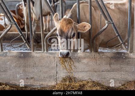Dairy cows in the barn, global warming concept Stock Photo - Alamy