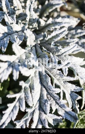 Artichoke thistle leaves - Latin name - Cynara cardunculus Stock Photo ...
