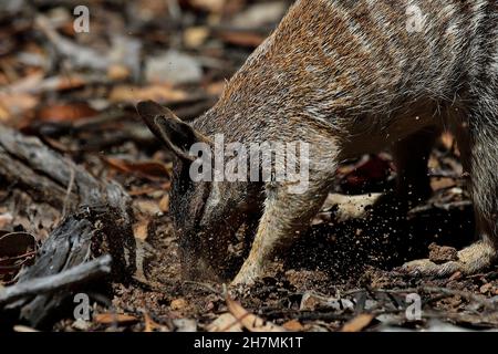 Numbat (Myrmecobius fasciatus), feeding at termite mound. Endangered ...