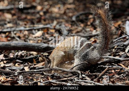 Numbat (Myrmecobius fasciatus), feeding at termite mound. Southwest ...
