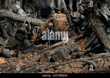 Numbat (Myrmecobius fasciatus) female at burrow, Brookton, Western ...
