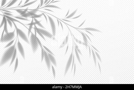 Overlay shadow of bamboo branch. Leaves of plants reflection on ...